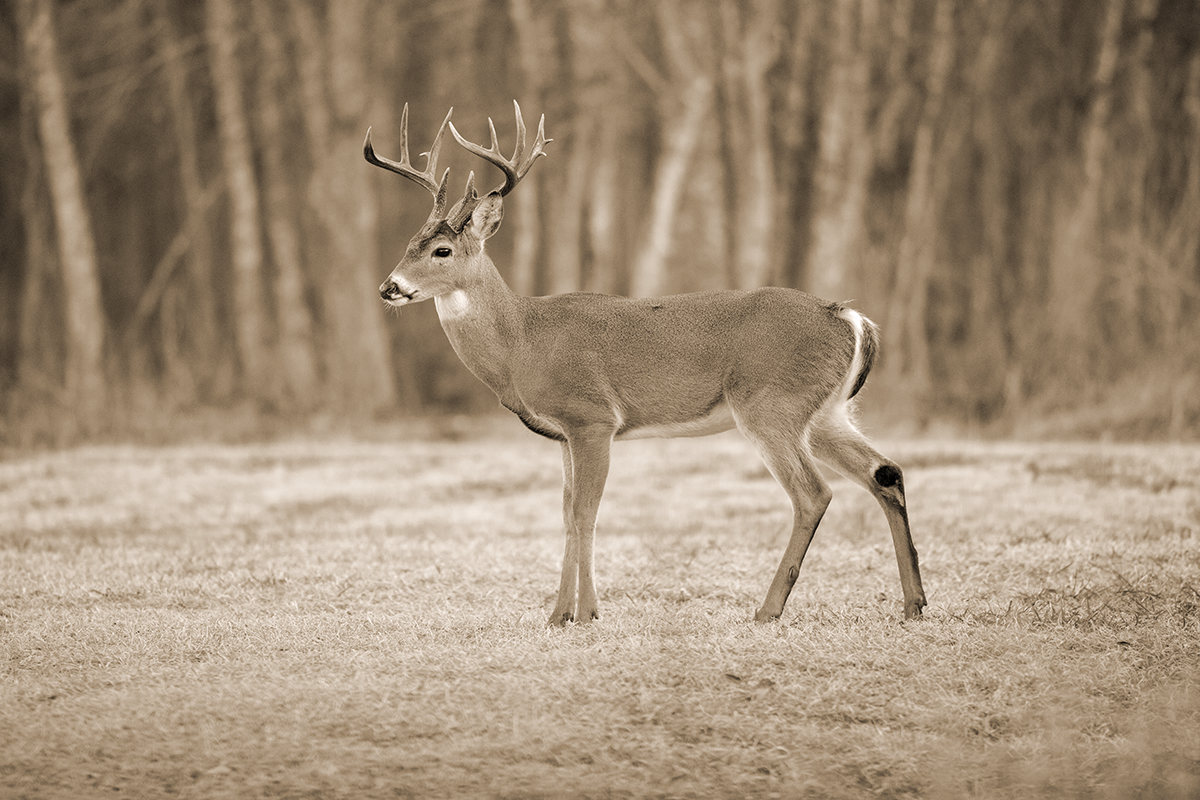 Importance of Food Plots for PA Wildlife | Woods & Wildlife Forestry